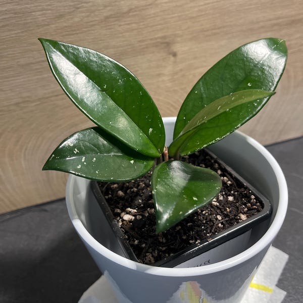 Wachsblume Hoya cv. Rosita 1, Porzellanblume, Zimmerpflanze ...