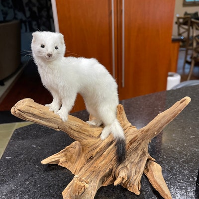 Taxidermy, a Pair, of X X Mating Stoat or Long-tailed Weasels Ermine ...