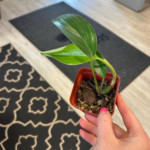 Epipremnum Aureum Teruno Robin - Rare Japanese Pothos - Terunoworld ...