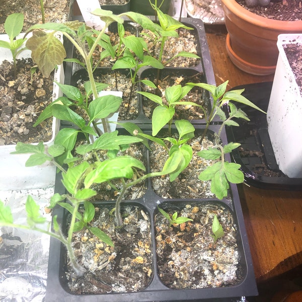Peruvian Aji Amarillo Chili Seeds (organic): Aji Amarillo, Gold Chili ...