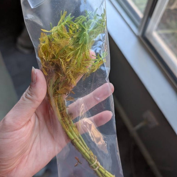 BUY2GET1FREE Java Moss, Bogor Moss Aquarium Plant | Easy Aquarium Plant ...