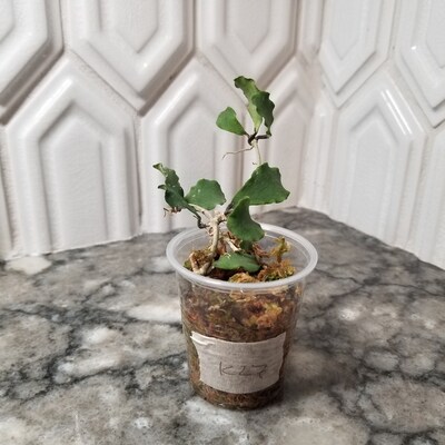 Rare Epipremnum Aureum/ Poosin New Manjula Mutant , Highly Var Rare ...