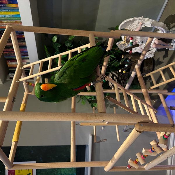 Handmade Colorful Bird Playground: Parrot Gym With Swing & Perch - Etsy