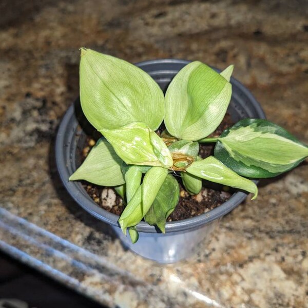 Peperomia Incana, Felted Peperomia, Fuzzy, Soft Hairy Leaves. Fast ...