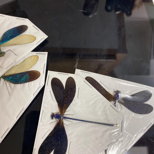 Green Metalwing Damselfly, Neurobasis Chinensis Florida, Mounted ...