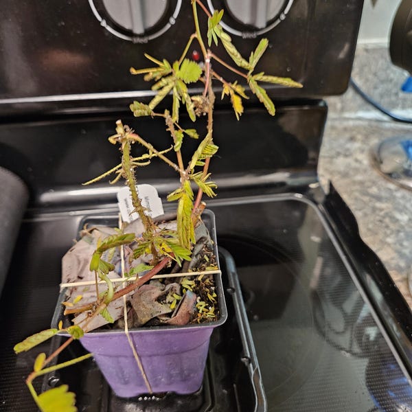 Cassia Didymobotrya Popcorn Plant Senna Plant in 4 Inch Pot - Etsy