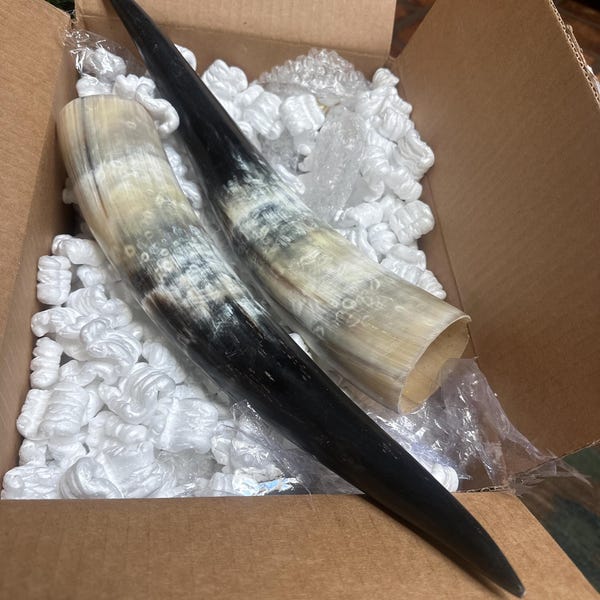 20 Steer Horns Cow Horns Bull Black Powder Drinking Horn Arts and ...