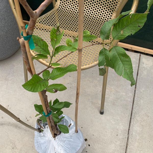 Star Apple Purple - Caimito - Milk Fruit. Grafted Tree - 3-4 Feet Tall ...