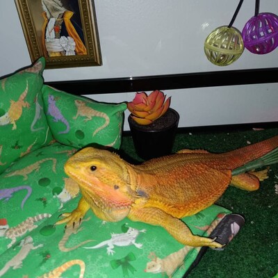 Bearded Dragon Carrier With Black Strap Variations - Etsy