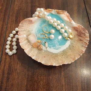 Sunray Venus Clam Shell Callista Erycina Clam Shell 2.25 | Etsy