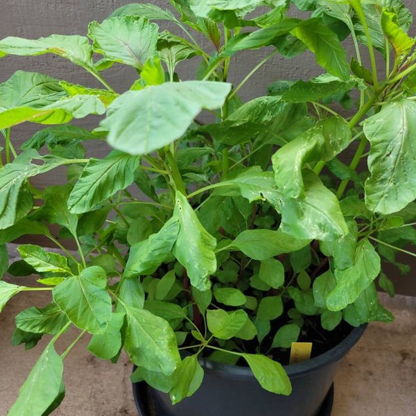 Green Stem Shanghai Bok Choy Seeds Pak Choi Cabbage BIG SALE - Etsy