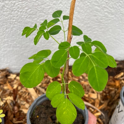 40 Sugar Baby Watermelon Seeds Citrullus Lanatus CI4040 - Etsy