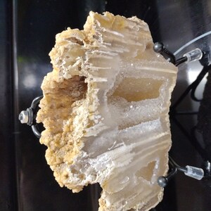 Giant Ice Age Capybara Fossil Set - Etsy