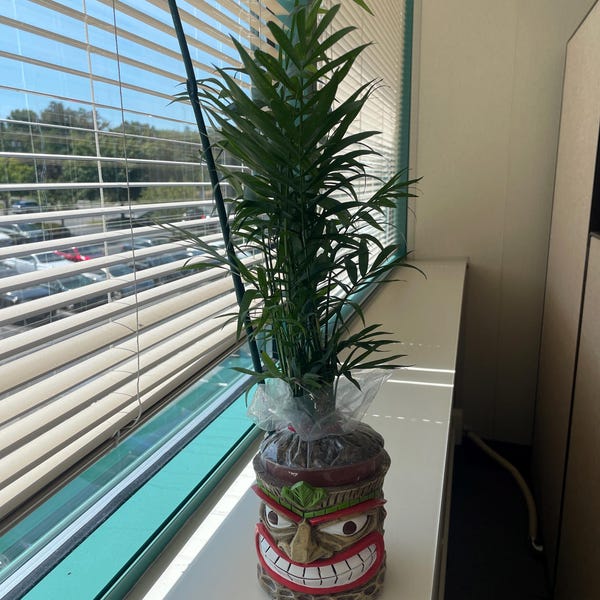 Mican Philodendron Velvet Leaf Philo Indoor & Outdoor Live Tropical ...