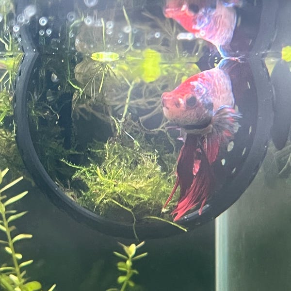 Betta Fish Cave Lounge Hammock, Aquarium Decor to Swim-through, Hide ...