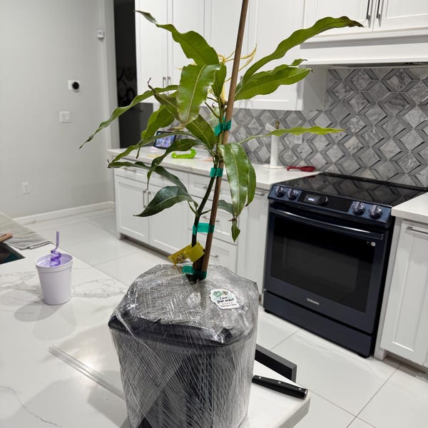 Grafted Haden Mango Tree - 3 Gallon Pot, Fully Rooted, Free Shipping ...