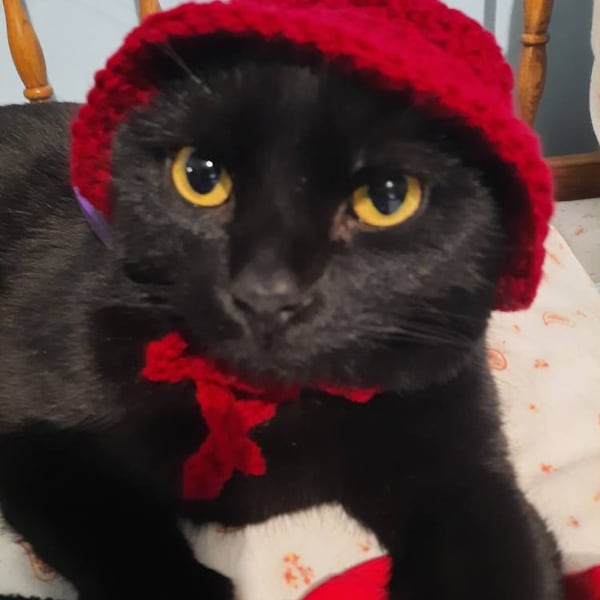Cat Bucket Hat - Etsy
