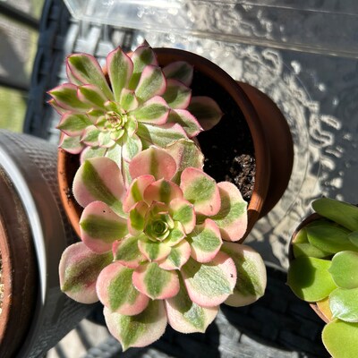 Aeonium Medusa Mutant Middle Variegatacluster. Rare Aeonium - Etsy