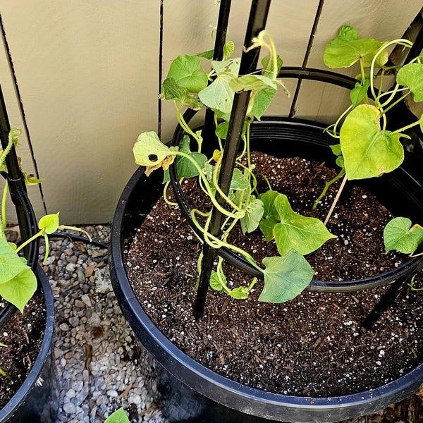 Carabao Philippine Mango Seedling Live Plant - Etsy