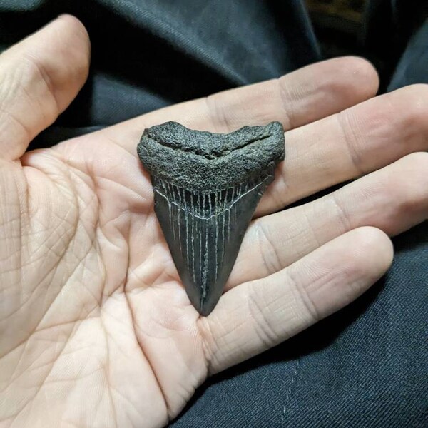 5 Ice Age Turtle Shell Fossils From Florida - Etsy