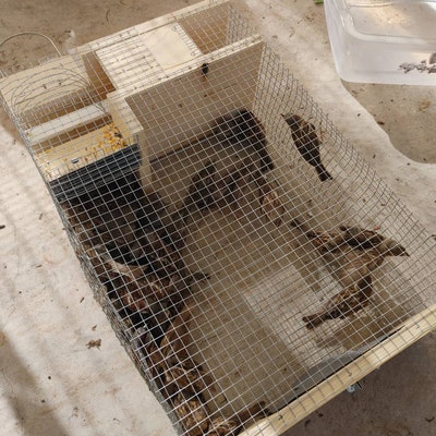 Original Deluxe Repeating Sparrow Trap full Copyright Directions ...