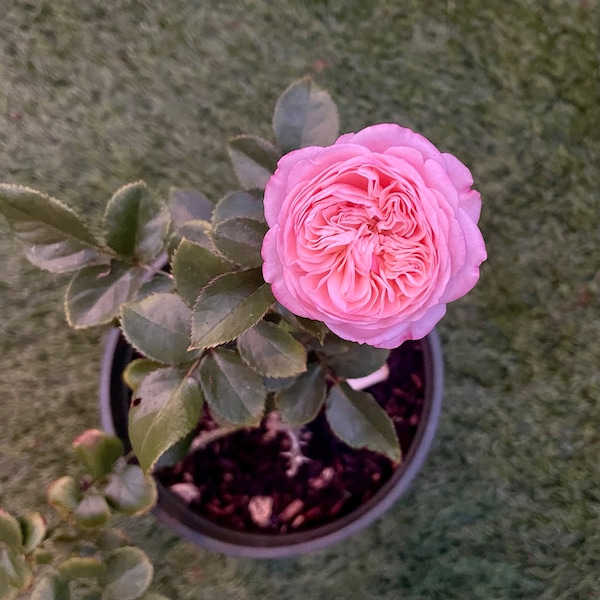 Rose Victoria Classic 维多利亚经典 - Etsy