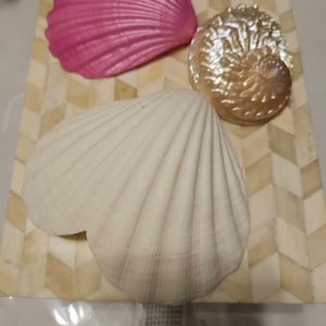 Rose Cups Shell 100 Pcs Small Medium Oval Rose Cup Clam Cockle Shell 1/ ...