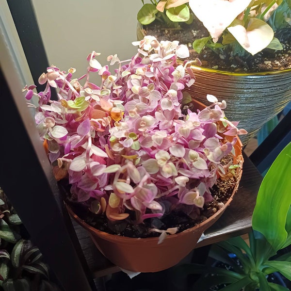 Callisia Repens, Pink Lady Plant, Pink Panther, Creeping Inch Plant ...