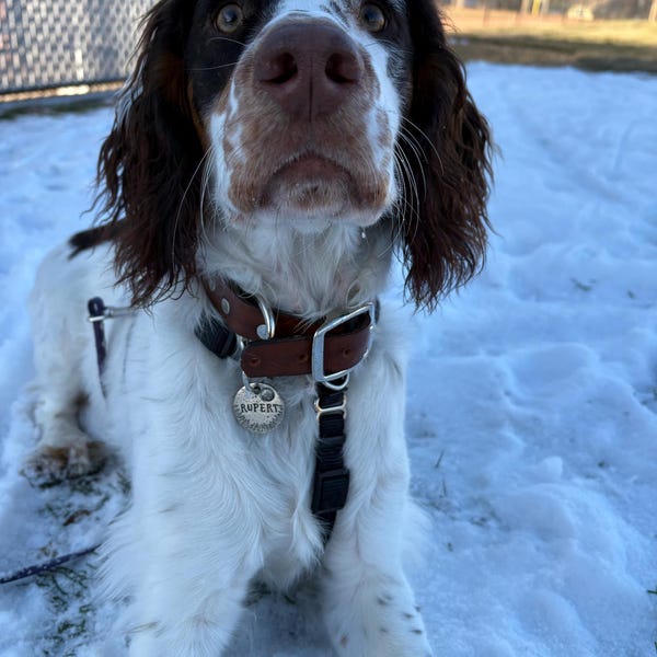 Dog Tags, Dog Tags for Dogs, 3D Dog Tag, Personalized Dog Tag, Skull ...