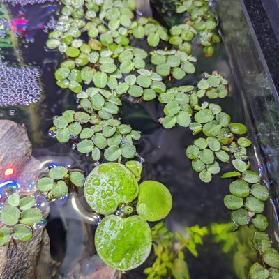 50 Leaf Velvet Water Spangles FREE BONUS PLANT Salvinia Cucullata ...