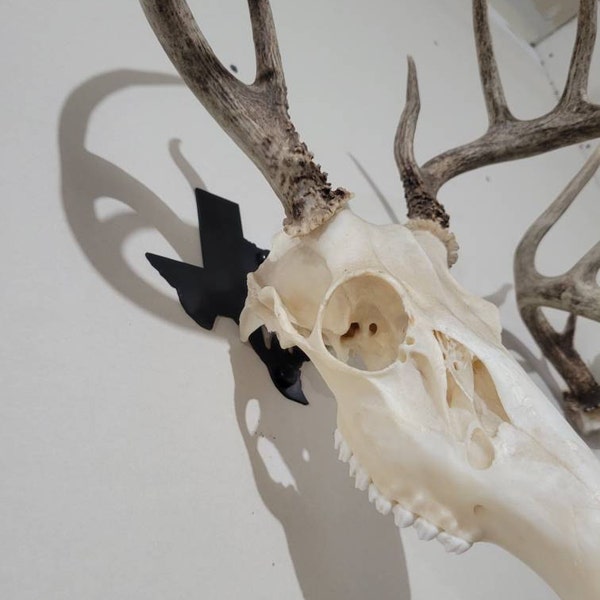 European Skull Mount Hanger South Dakota - Etsy