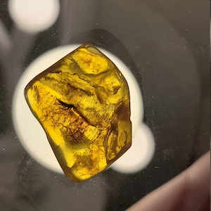 Insect in Amber Inclusion Fossil Baltic Amber Amber | Etsy