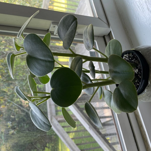 Peperomia Incana ~ Felted Pepperface ~ 3" Pot ~ Grower's Choice - Etsy