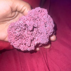 Medium Hebrew Cone Seashells Conus Ebraeus 5 Shells Approx. 1 Inches ...