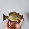 Halibut Fish Blank, 16-20 Inches 3D Wall Mounted Fish Blank, One Side ...