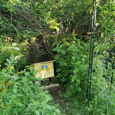 XXL Luxury Bumblebee Box With Wax Moth Lock Viewing Window - Etsy