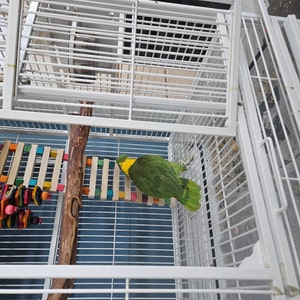 Macaw Ladder, Large Bird Toy - Etsy