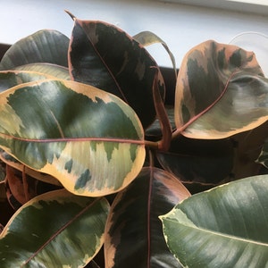 Ficus Decora RUBY Ficus Elastica Rubber Plant Live House - Etsy