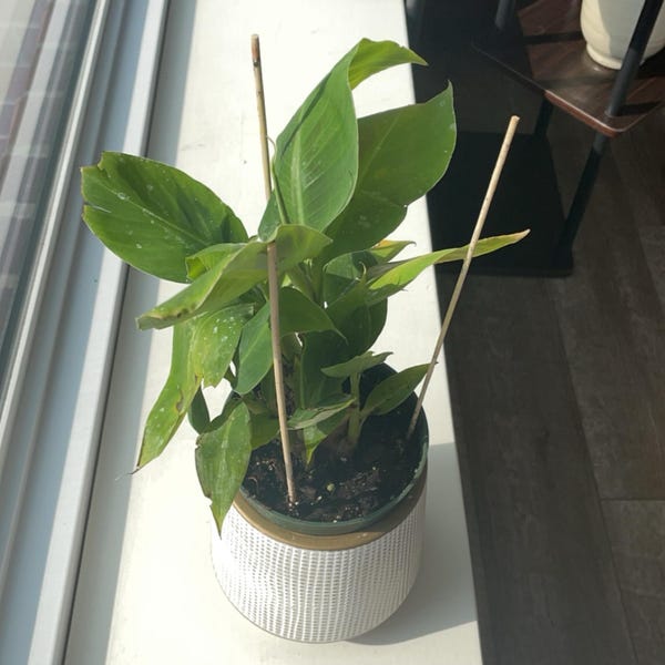 Ajuga Feathered Friends fierce Falcon Plant in 3 1/2 Pot Perennial ...