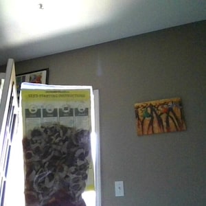 Moringa Oleifera Seeds Drumstick Seeds Malunggay Seeds Miracle Tree ...