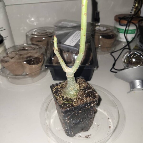 1 Grafted Double"black Purple" Adenium Obessum/desert Rose Plant. 4-6 ...