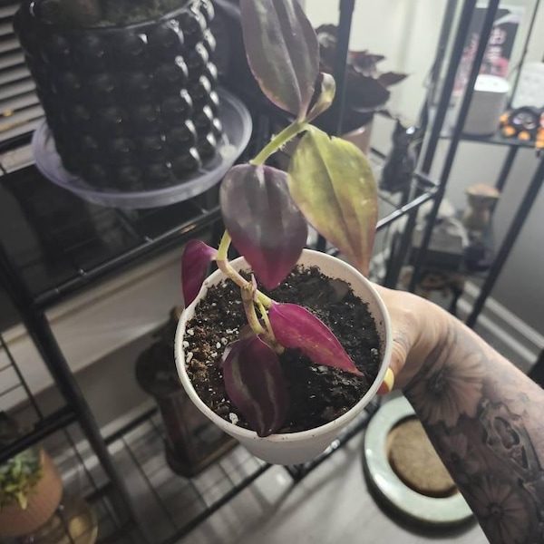 Tradescantia "dark Desire" Wandering Jew Red Gem Burgundy Zebrina House ...