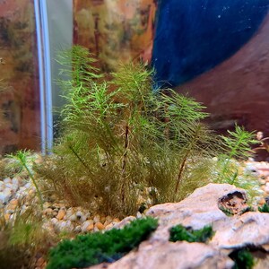 Java Fern Black Forest Hardy Leaf Pot Freshwater Live Aquarium - Etsy