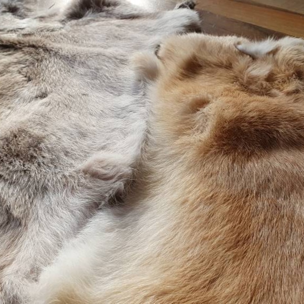 1x Ginger Rabbit Skin Fur Pelt Tanned for Dummy Dog Training Crafts ...
