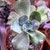 Rare Colorful Echeveria Raindrops Succulent - Etsy