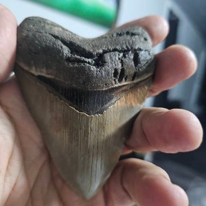 Authentic Megalodon Shark Tooth - Etsy