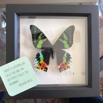 Blue Charax Real Framed Butterfly Shadowbox Display - Etsy