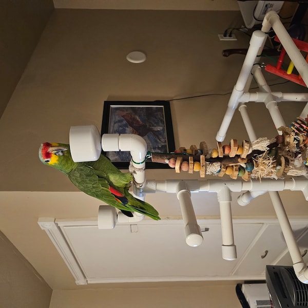 Infinity Swing, Birds, Parrots, Monkey,reptile Stand, Reptiles, Snakes ...