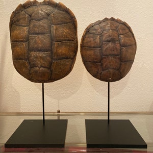 Center Post Base Display Stand for Shells and Other Hollow | Etsy