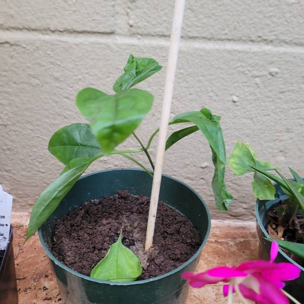 BLEEDING HEART~ Small Rooted Starter Plant~ Clerodendrum Thomsonia ...